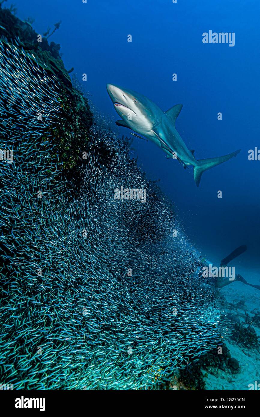 School herring fish swimming in hi-res stock photography and images - Alamy
