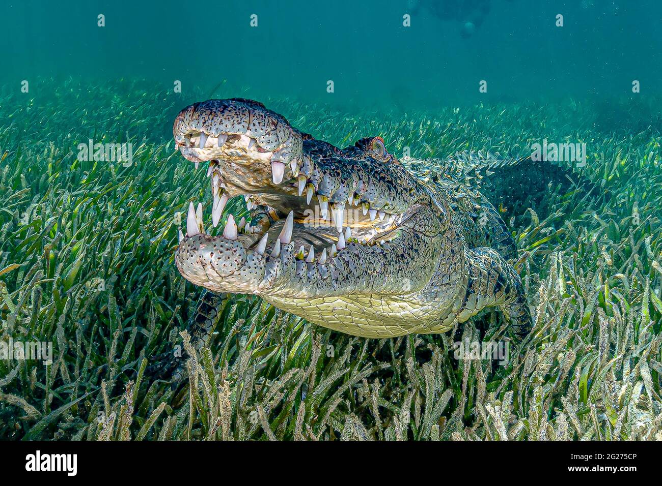 Saltwater crocodile underwater hi-res stock photography and images - Alamy