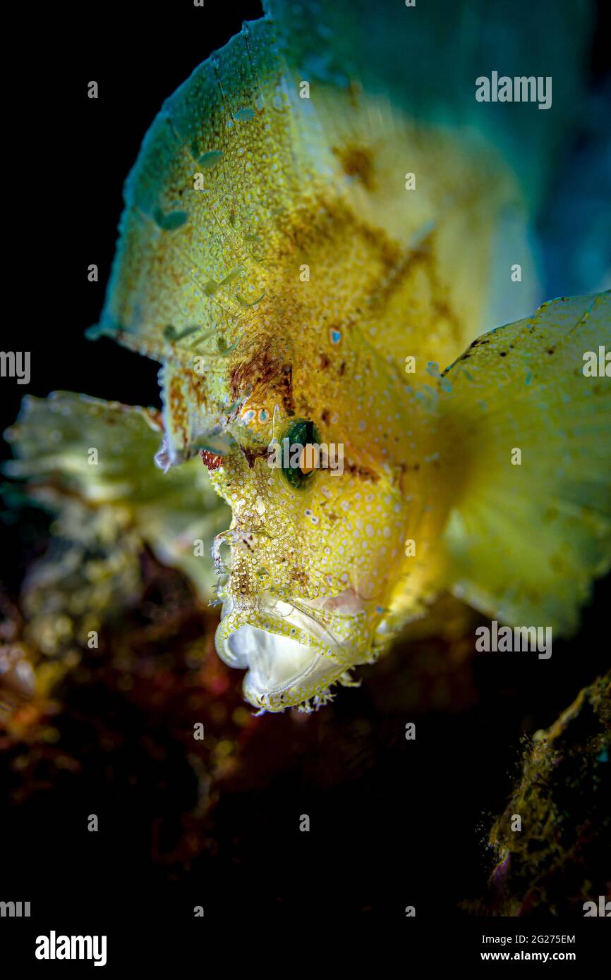 Leaf scorpionfish (Taenianotus triacanthus), Anilao, Philippines Stock ...