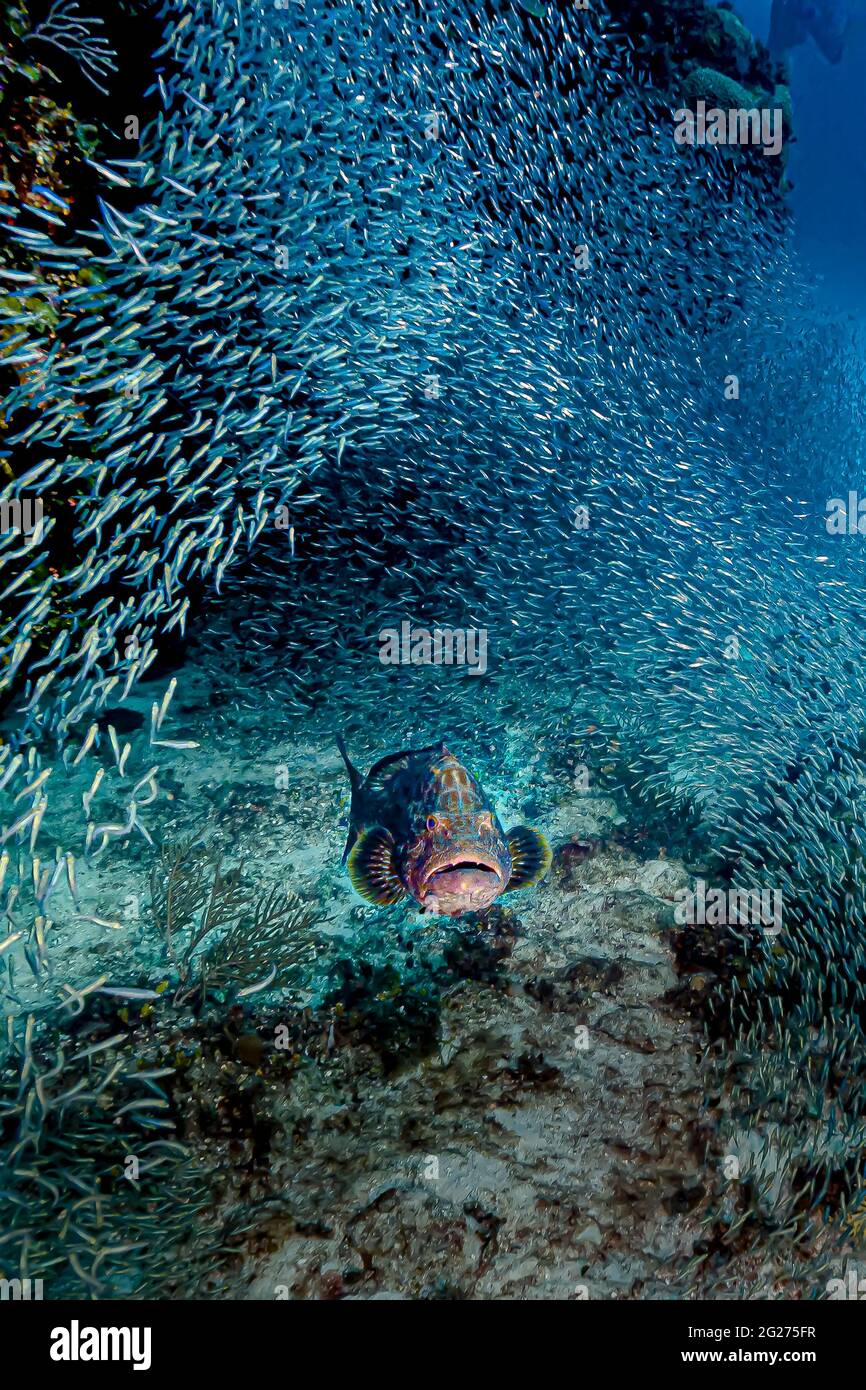 Cuba ecology hi-res stock photography and images - Alamy