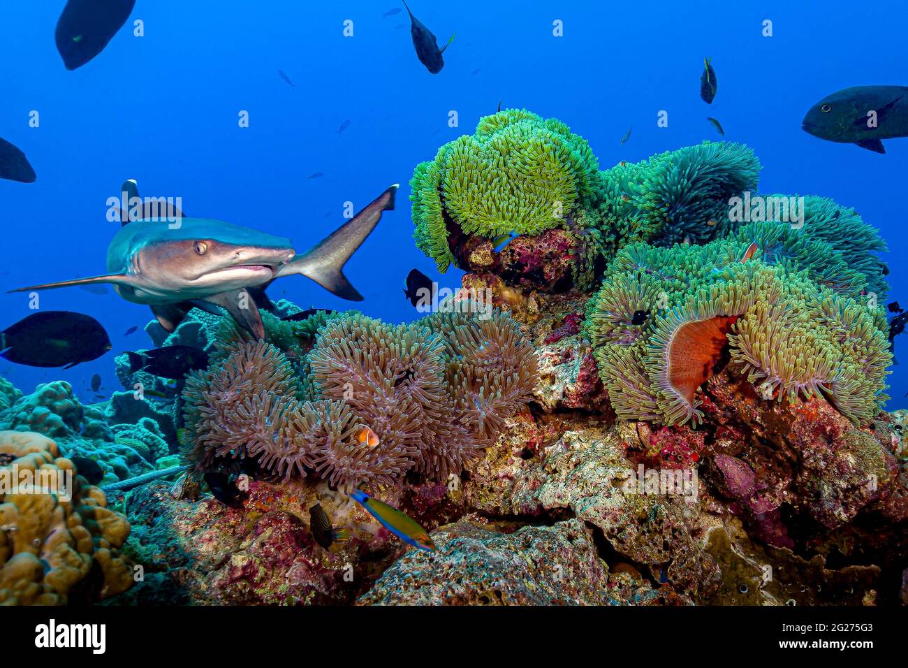 Whitetip reef shark swimming through an anemone field in Kimbe Bay ...
