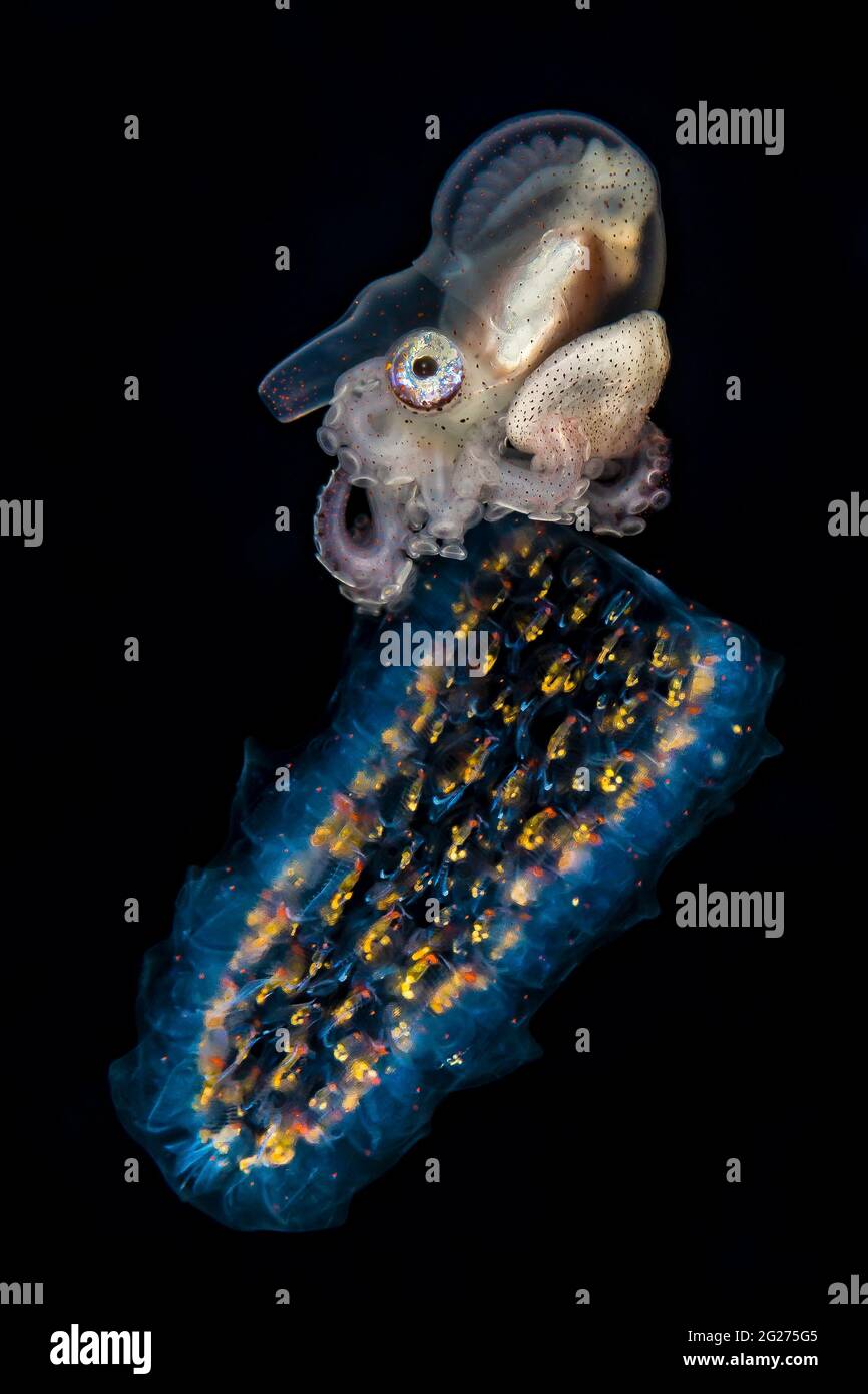 Paper nautilus (Argonauta spp.) riding a salp on a blackwater dive in ...