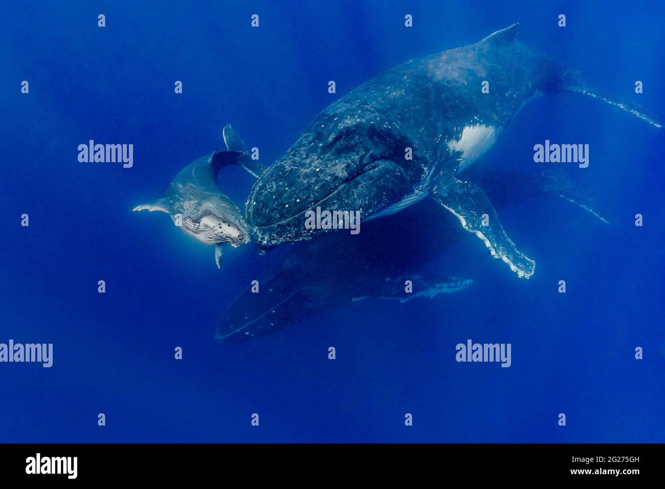 Mother And Baby Humpback Whale