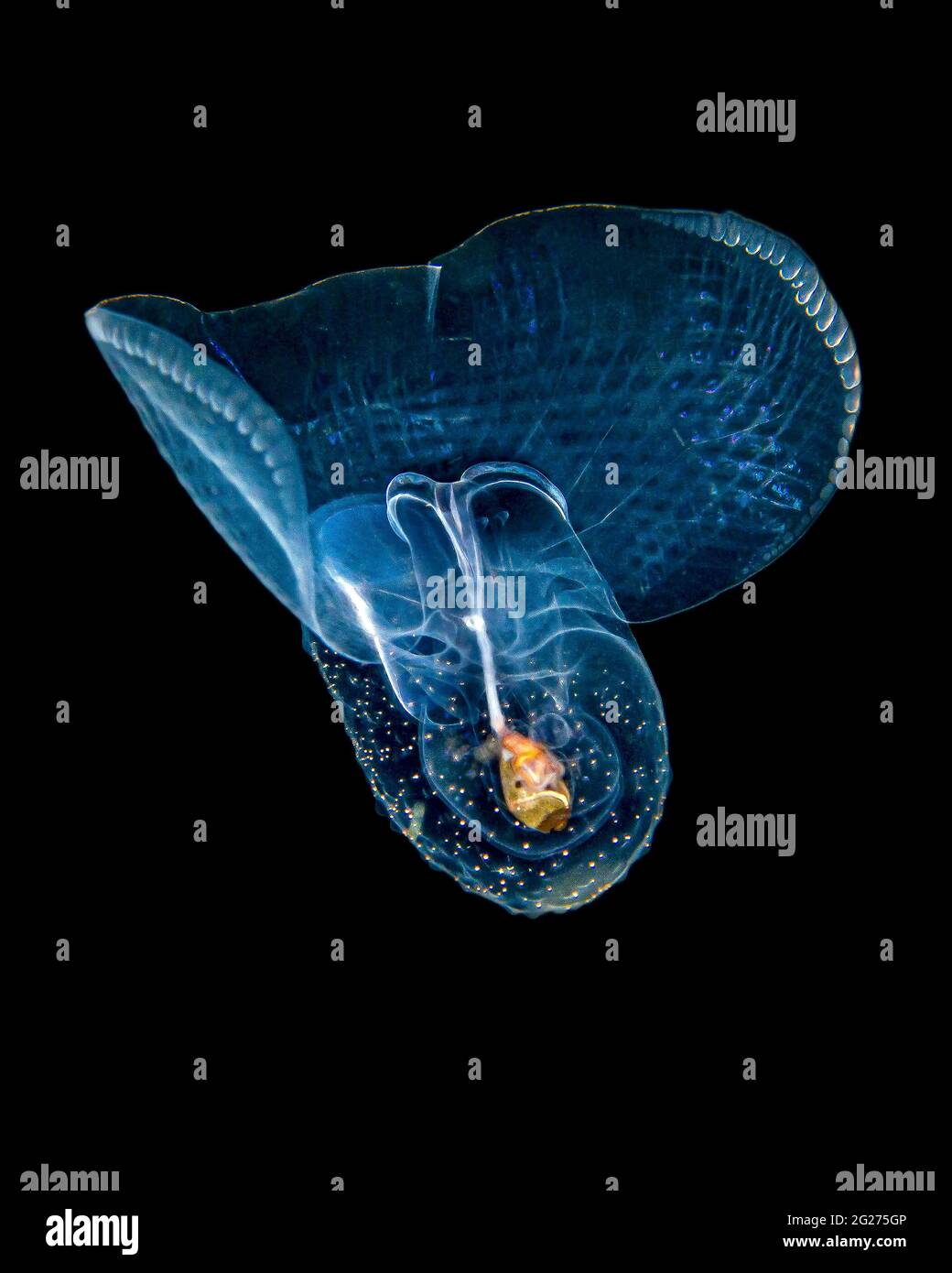 Pteropod thecosomata hi-res stock photography and images - Alamy