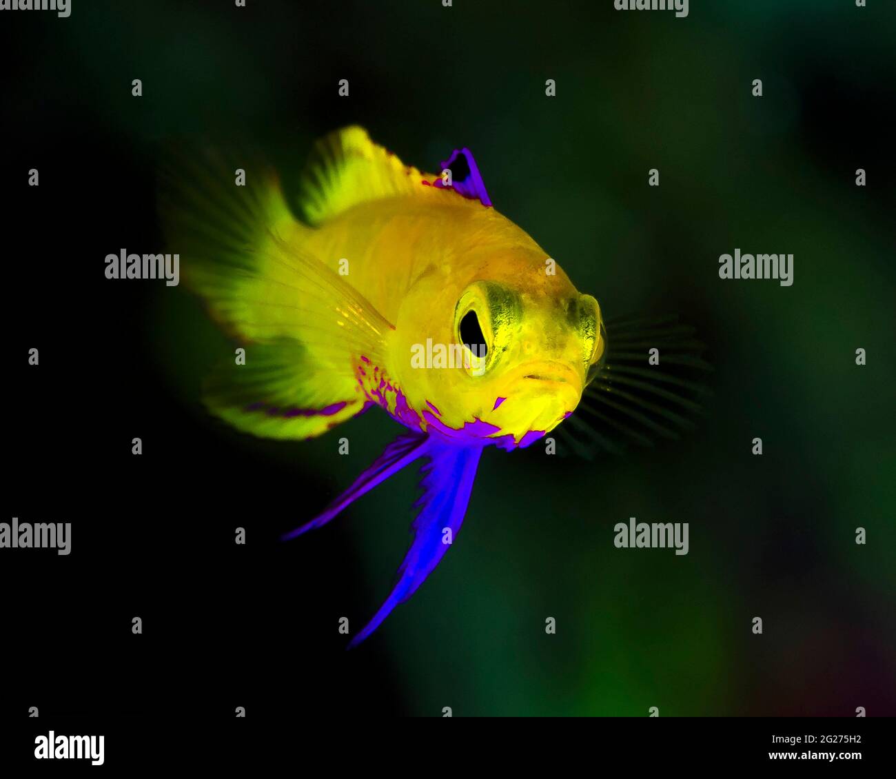 Juvenile color hi-res stock photography and images - Alamy