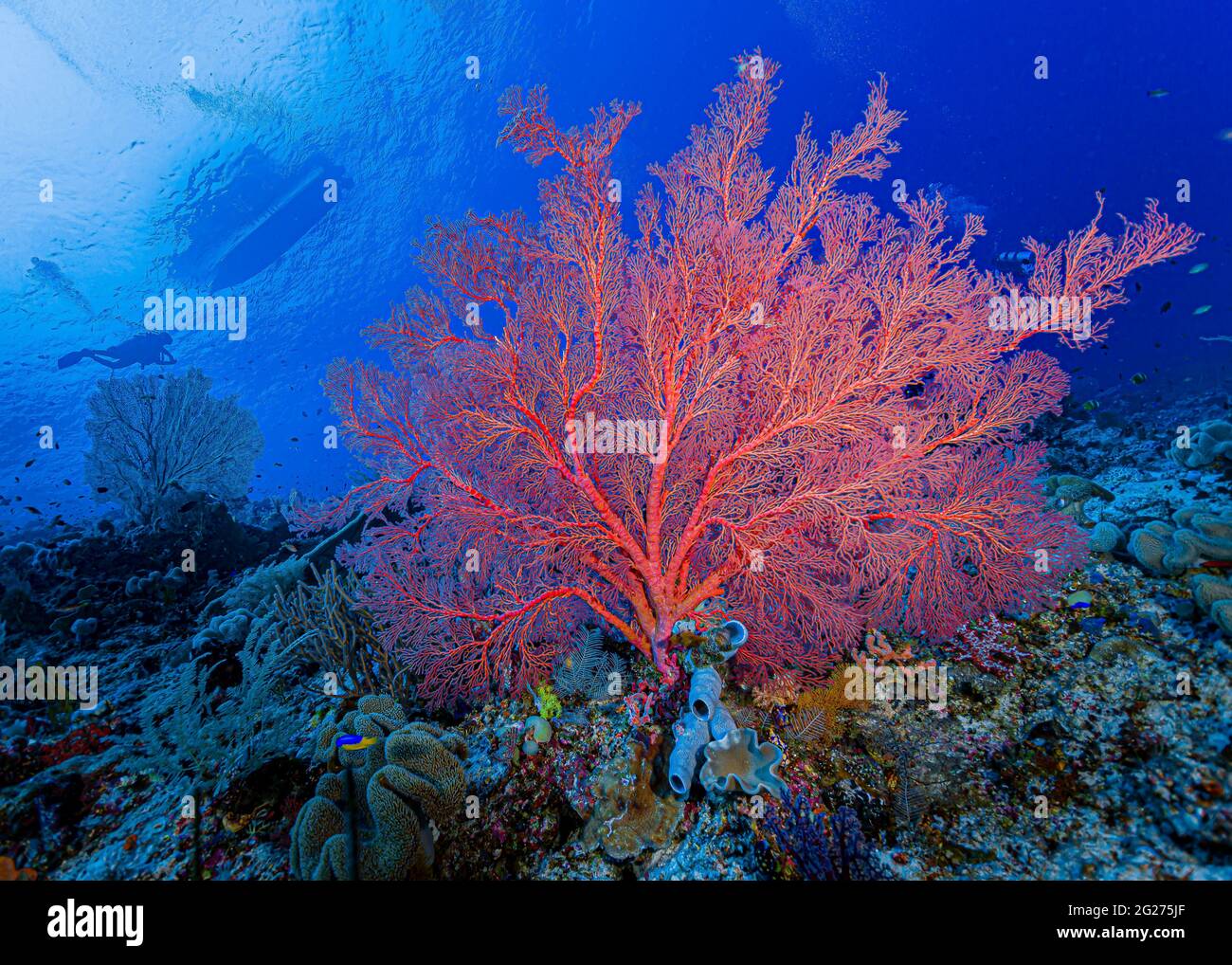 Red gorgonian sea fan with boat and diver Stock Photo - Alamy