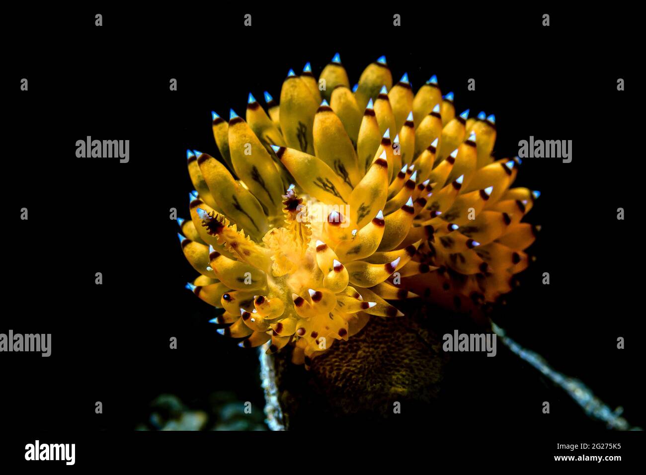 Janolus nudibranch, Indonesia Stock Photo - Alamy
