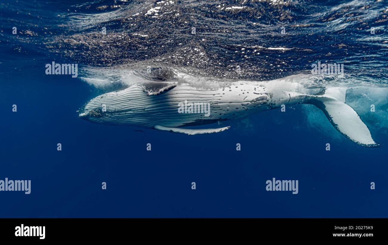Tonga humpback whale side view hi-res stock photography and images - Alamy