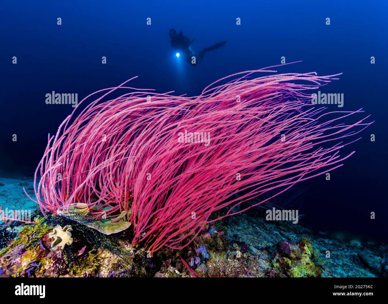 Reef scene with diver in Kimbe Bay, Papua New Guinea Stock Photo - Alamy