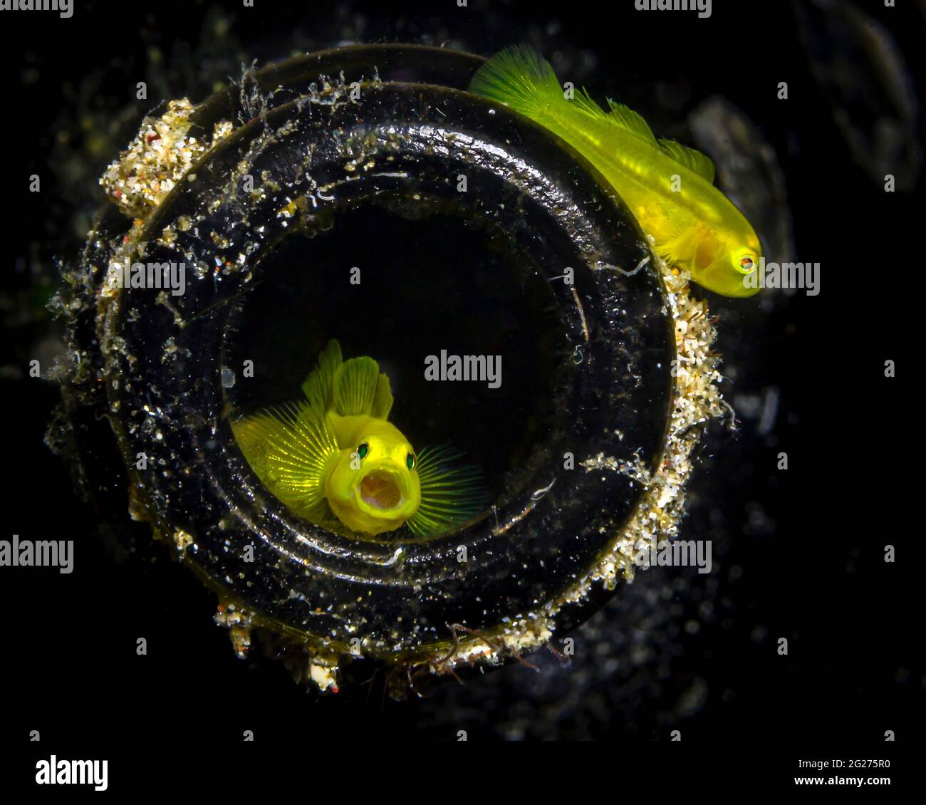 Yawning coral goby, Anilao, Philippines Stock Photo - Alamy