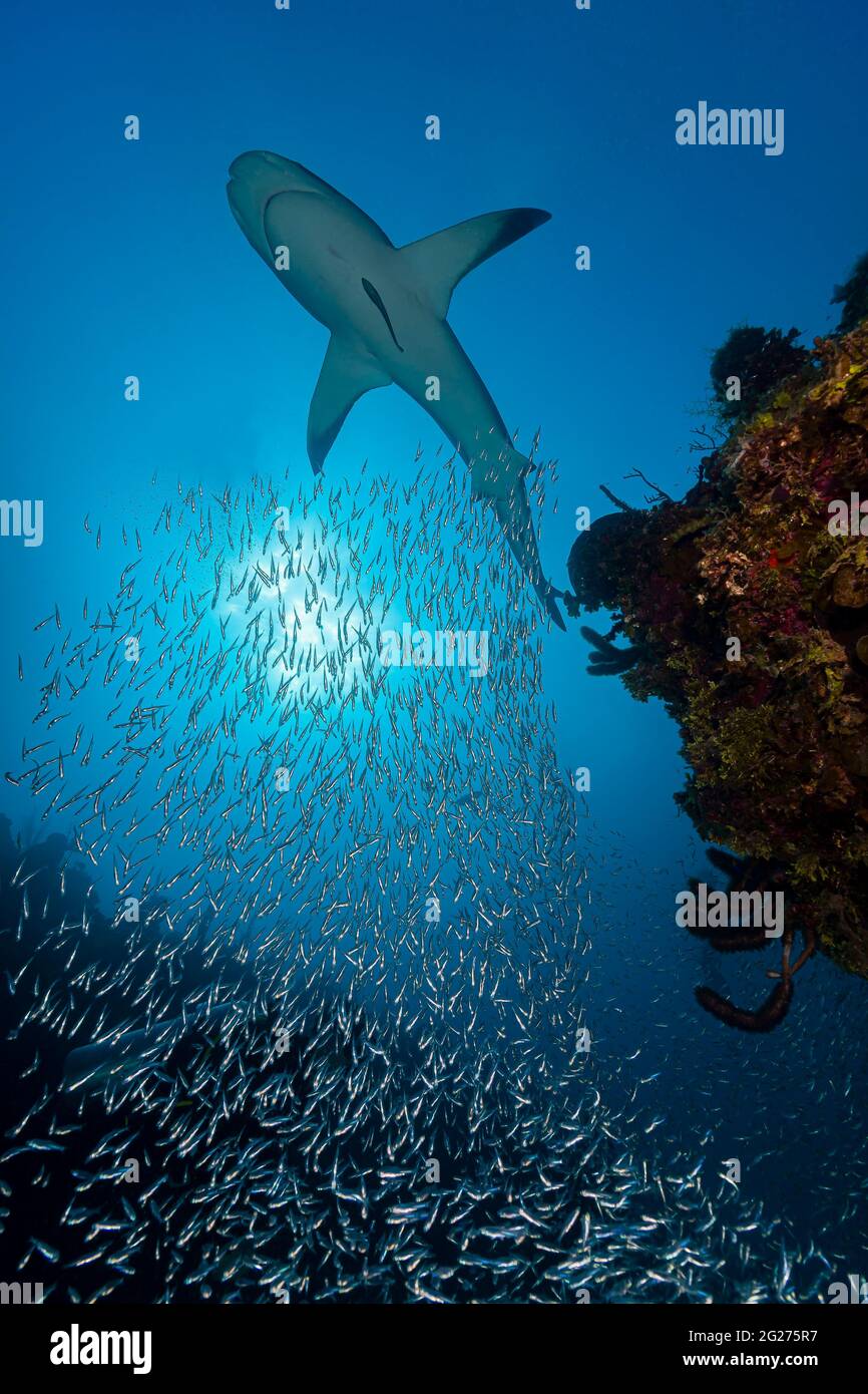 Reef shark with a school of silversides, herrings and anchovies, Cuba ...