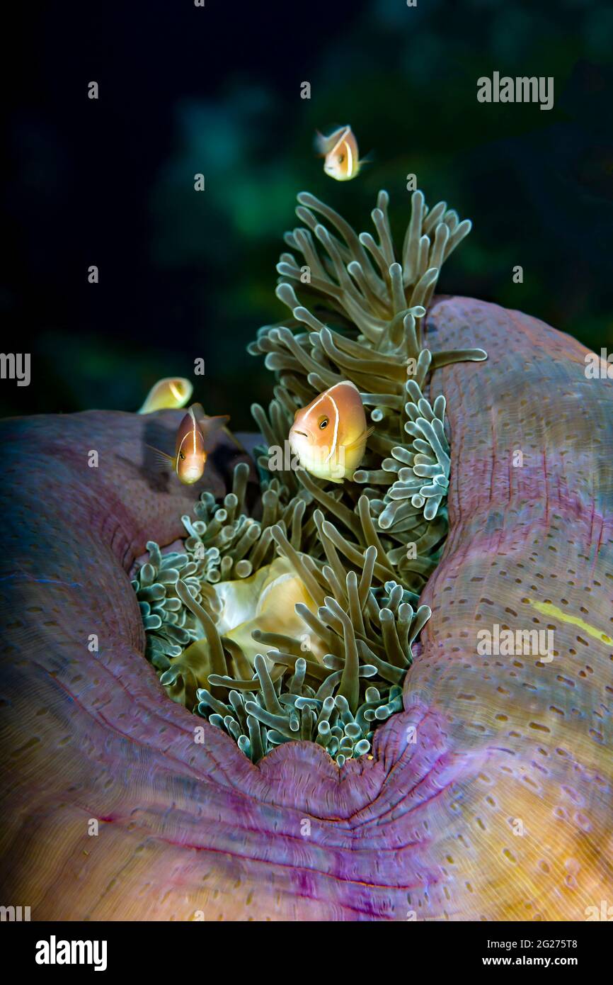 Pink anemonefish in its host anemone, Kimbe Bay, Papua New Guinea Stock ...