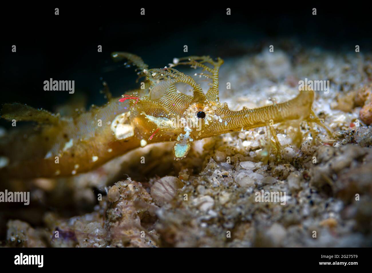 Winged pipefish hi-res stock photography and images - Alamy