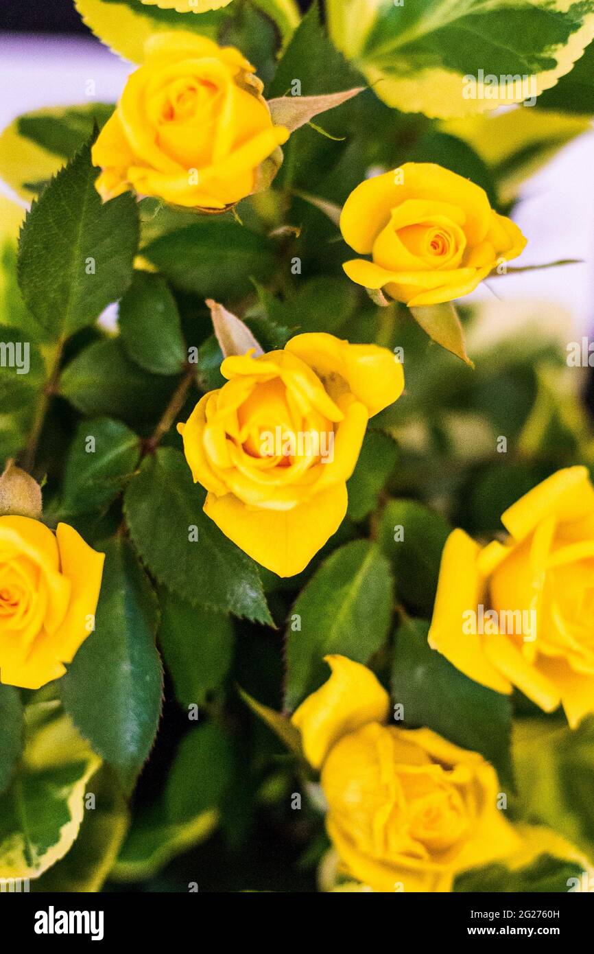 Yellow roses on display at a rose show Stock Photo - Alamy