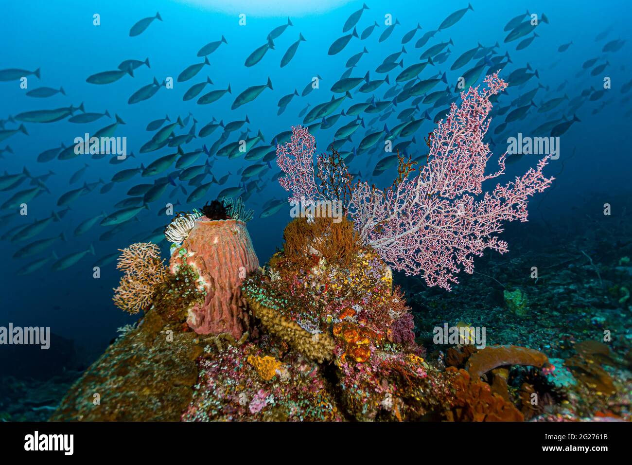 Reef scene in Halmahera, Indonesia Stock Photo - Alamy