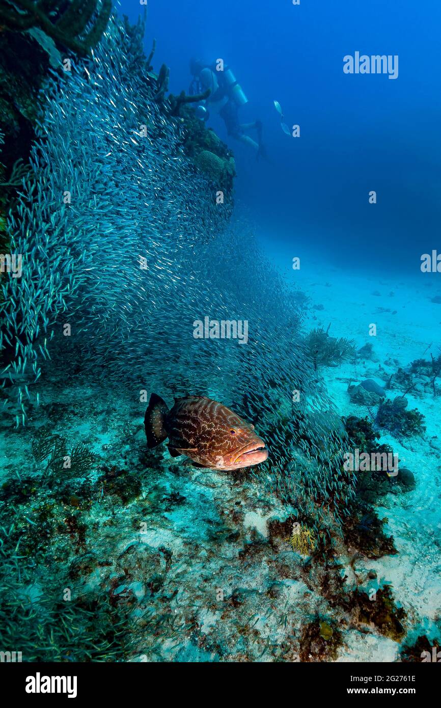 Juvenile black grouper with schooling silversides, herrings and ...