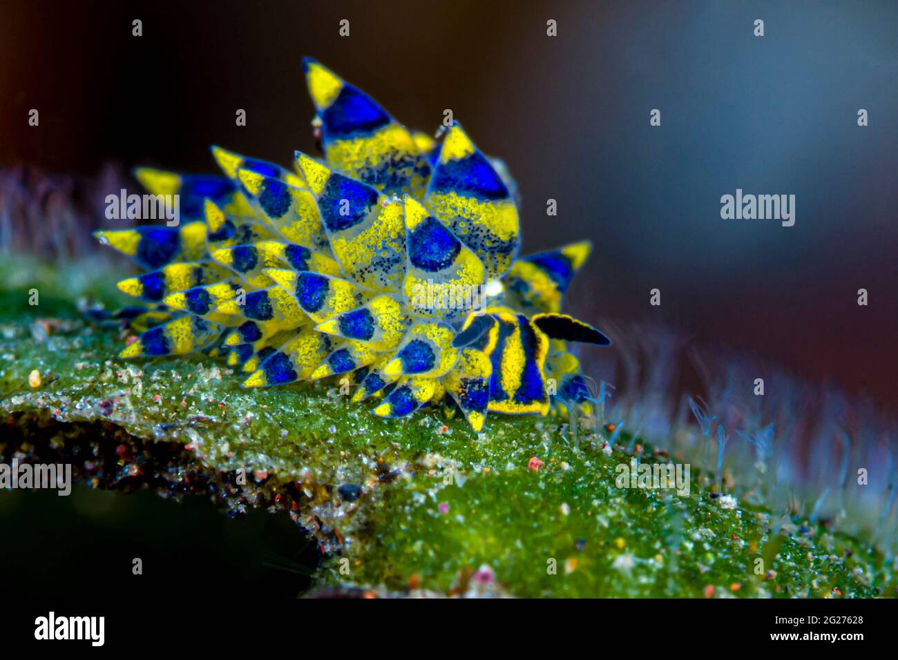 Stiliger ornatus sap-sucking sea slug Stock Photo - Alamy