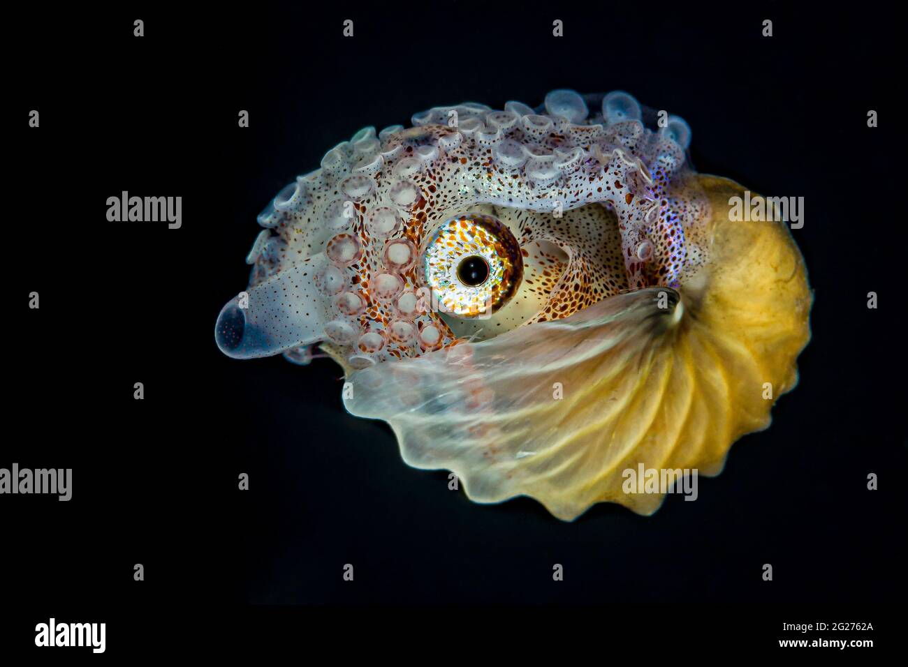 Argonauta hi-res stock photography and images - Alamy