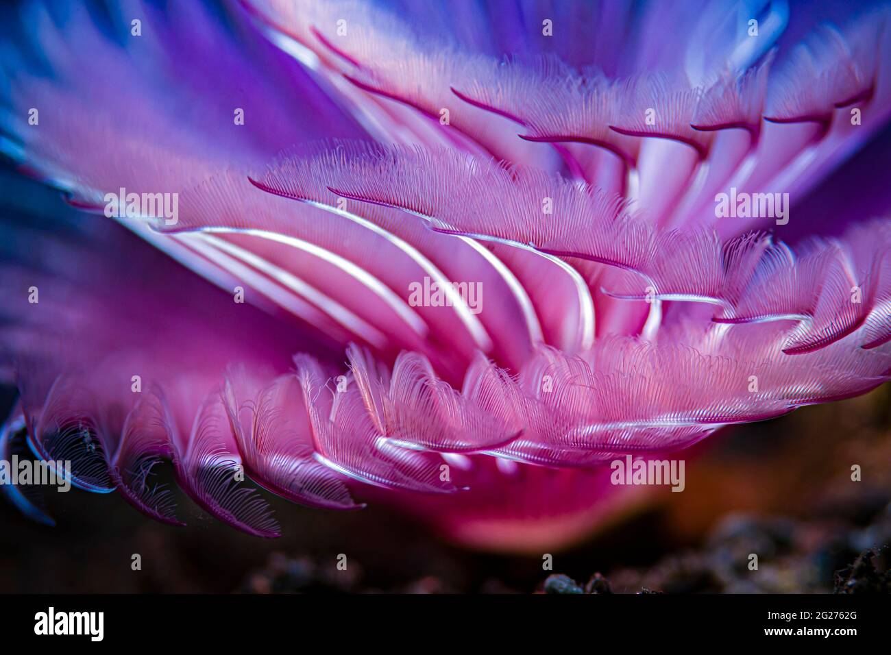 Close-up texture shot of a tube worm Stock Photo - Alamy