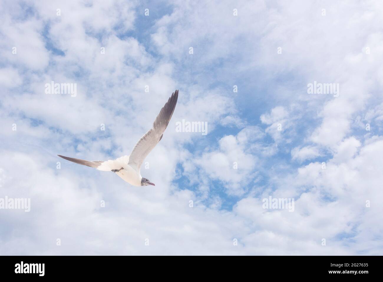A seagull swoops overhead for a closer look at a photographer while on ...