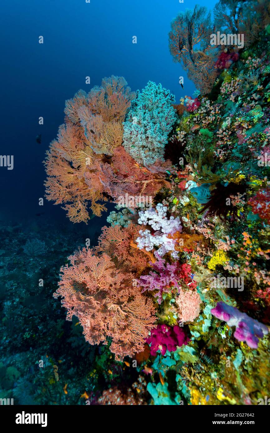 Halmahera island hi-res stock photography and images - Alamy