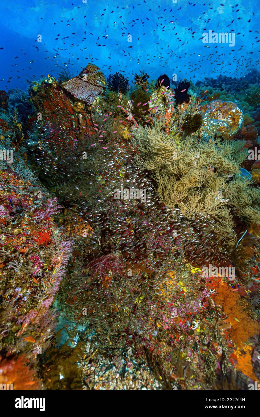 Halmahera sea hi-res stock photography and images - Alamy