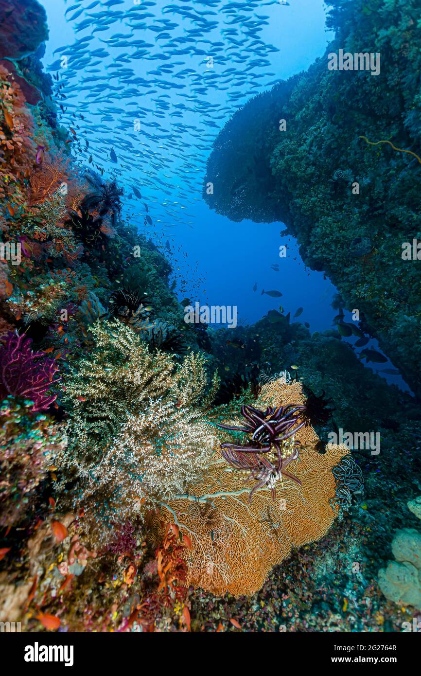 Reef scene in Halmahera, Indonesia Stock Photo - Alamy