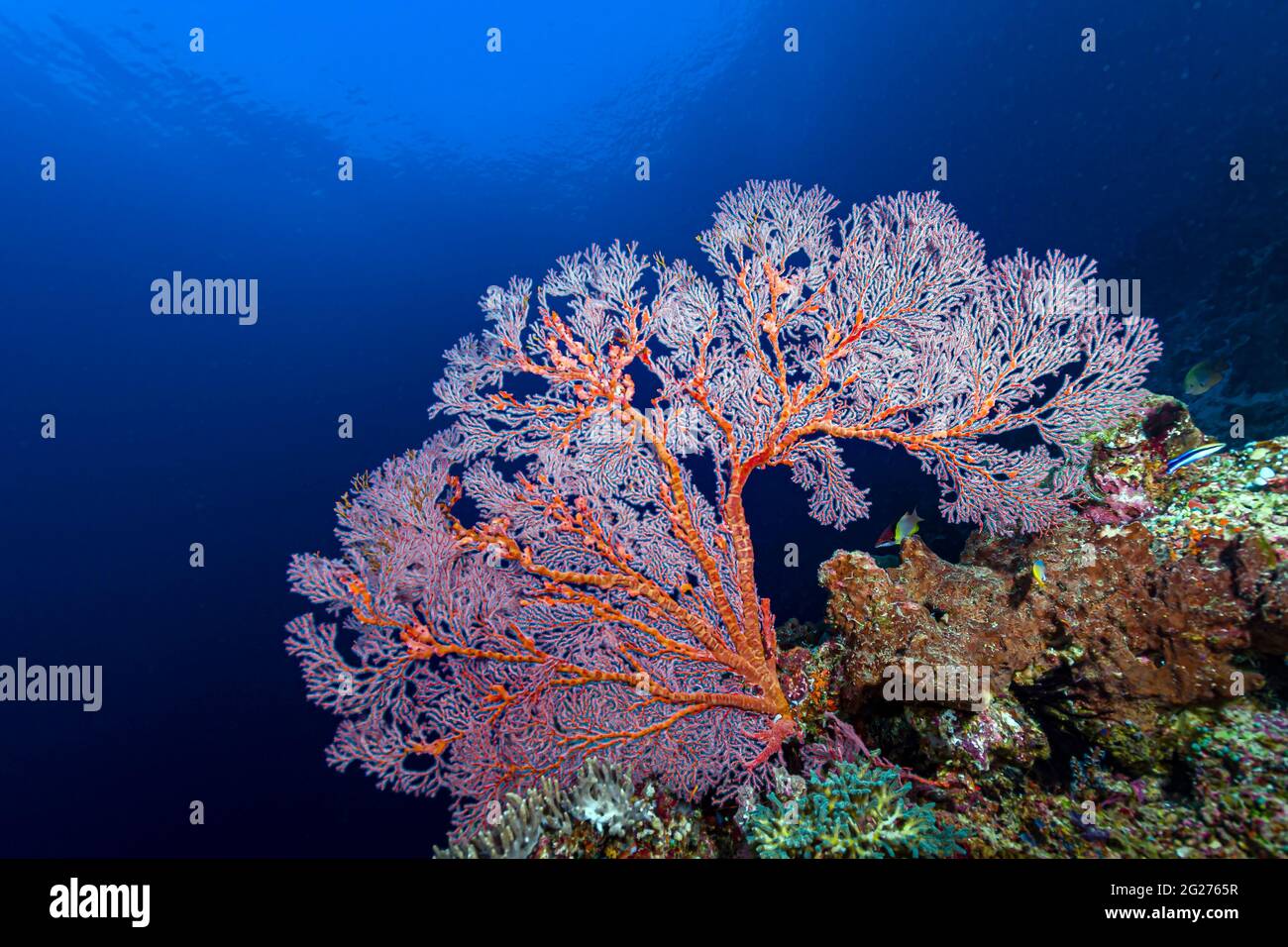 Halmahera islands hi-res stock photography and images - Alamy