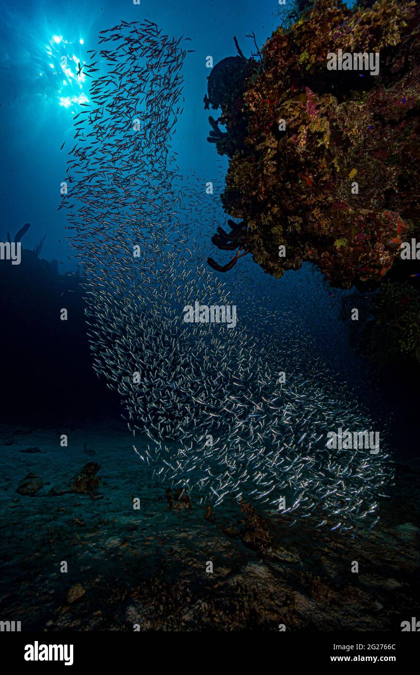 Cuba ecology hi-res stock photography and images - Alamy