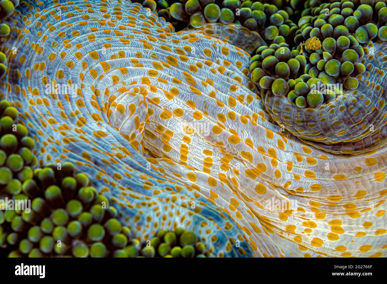 Texture of an anemone, Kimbe Bay, Papua New Guinea Stock Photo - Alamy