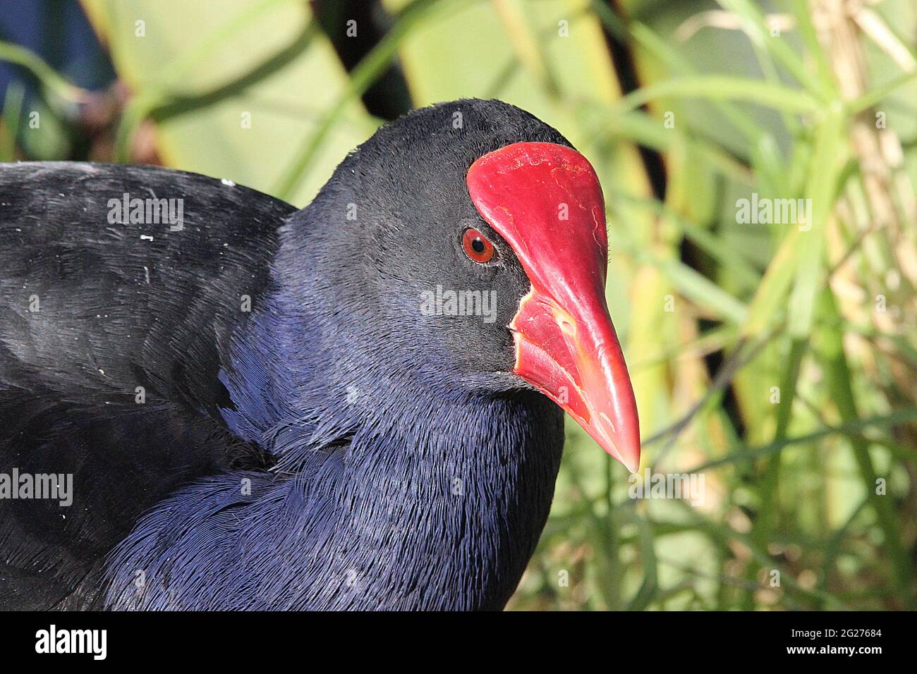 New Zealand pukeko (Porphyrio melanotus Stock Photo - Alamy