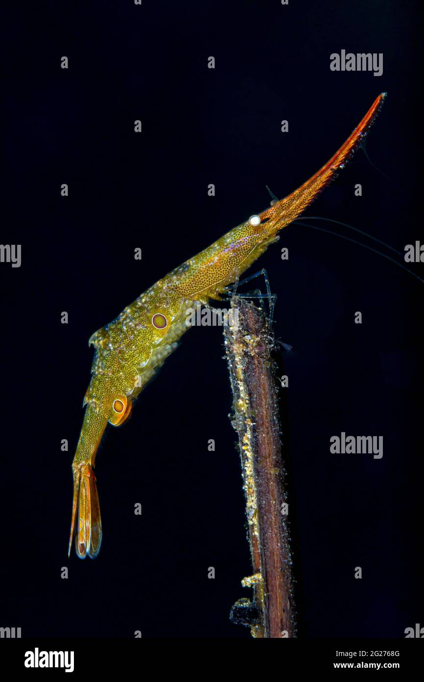 Tozeuma lanceolatum hi-res stock photography and images - Alamy