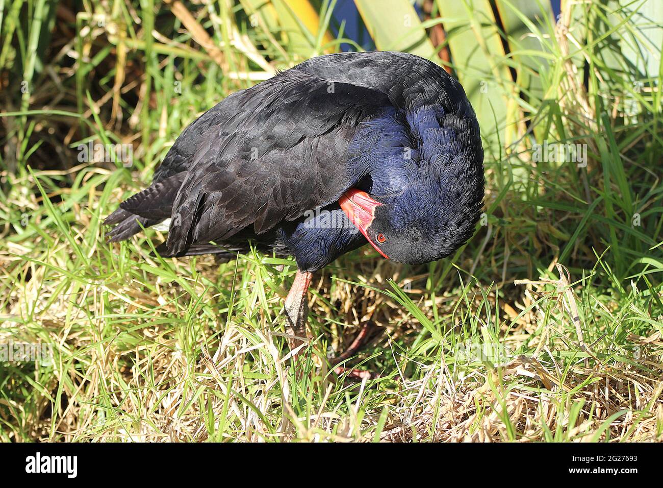 New Zealand pukeko (Porphyrio melanotus Stock Photo - Alamy