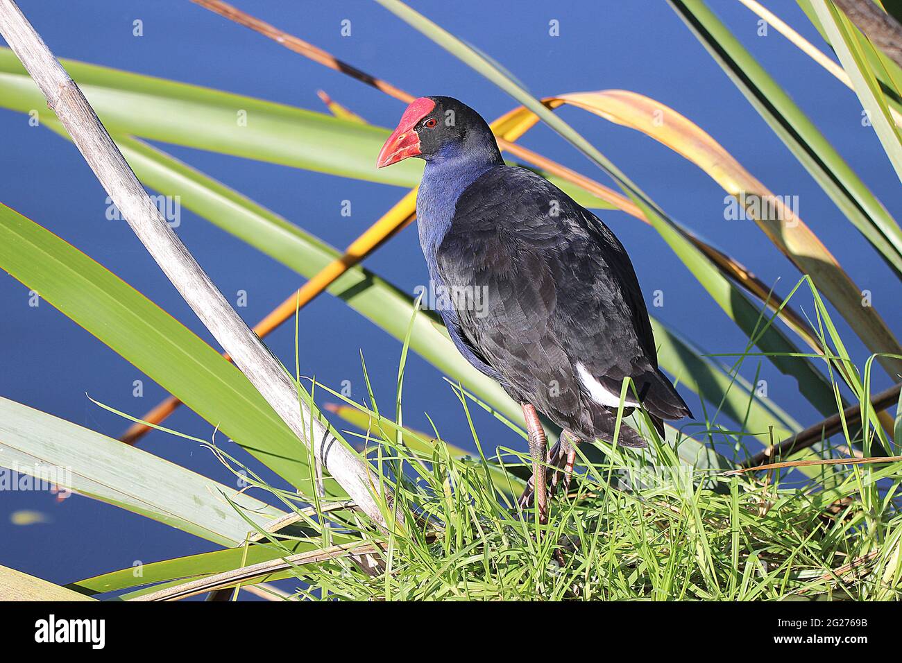 New Zealand pukeko (Porphyrio melanotus Stock Photo - Alamy