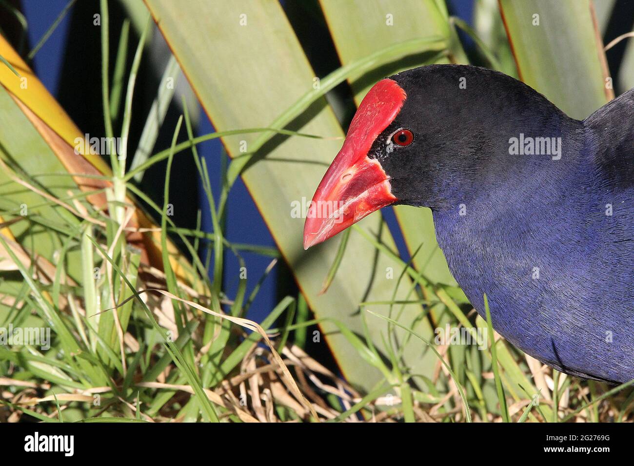 New Zealand Pukeko High Resolution Stock Photography and Images - Alamy