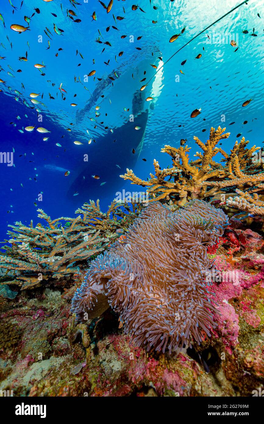 Reef scene with liveaboard boat at surface, Kimbe Bay, Papua New Guinea ...