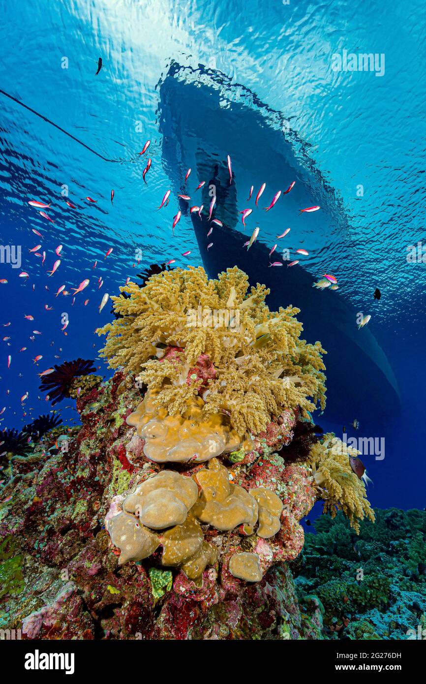 Reef scene with liveaboard boat at surface, Kimbe Bay, Papua New Guinea ...