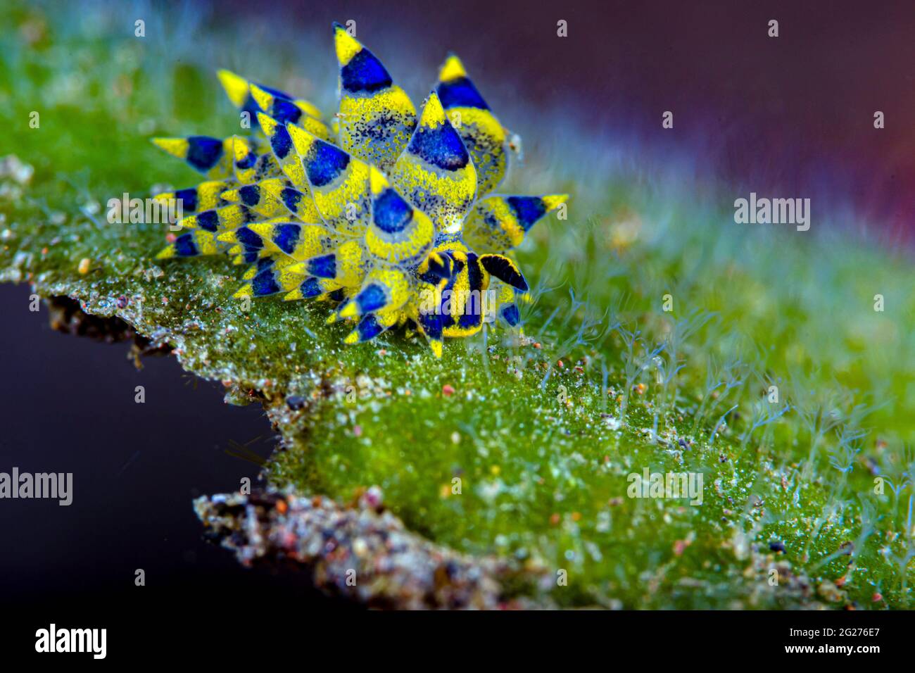 Stiliger ornatus sap-sucking sea slug Stock Photo - Alamy