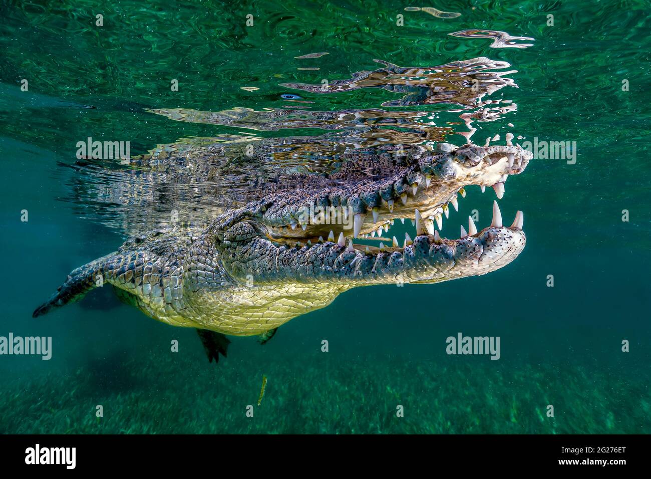 Saltwater crocodile underwater hi-res stock photography and images - Alamy