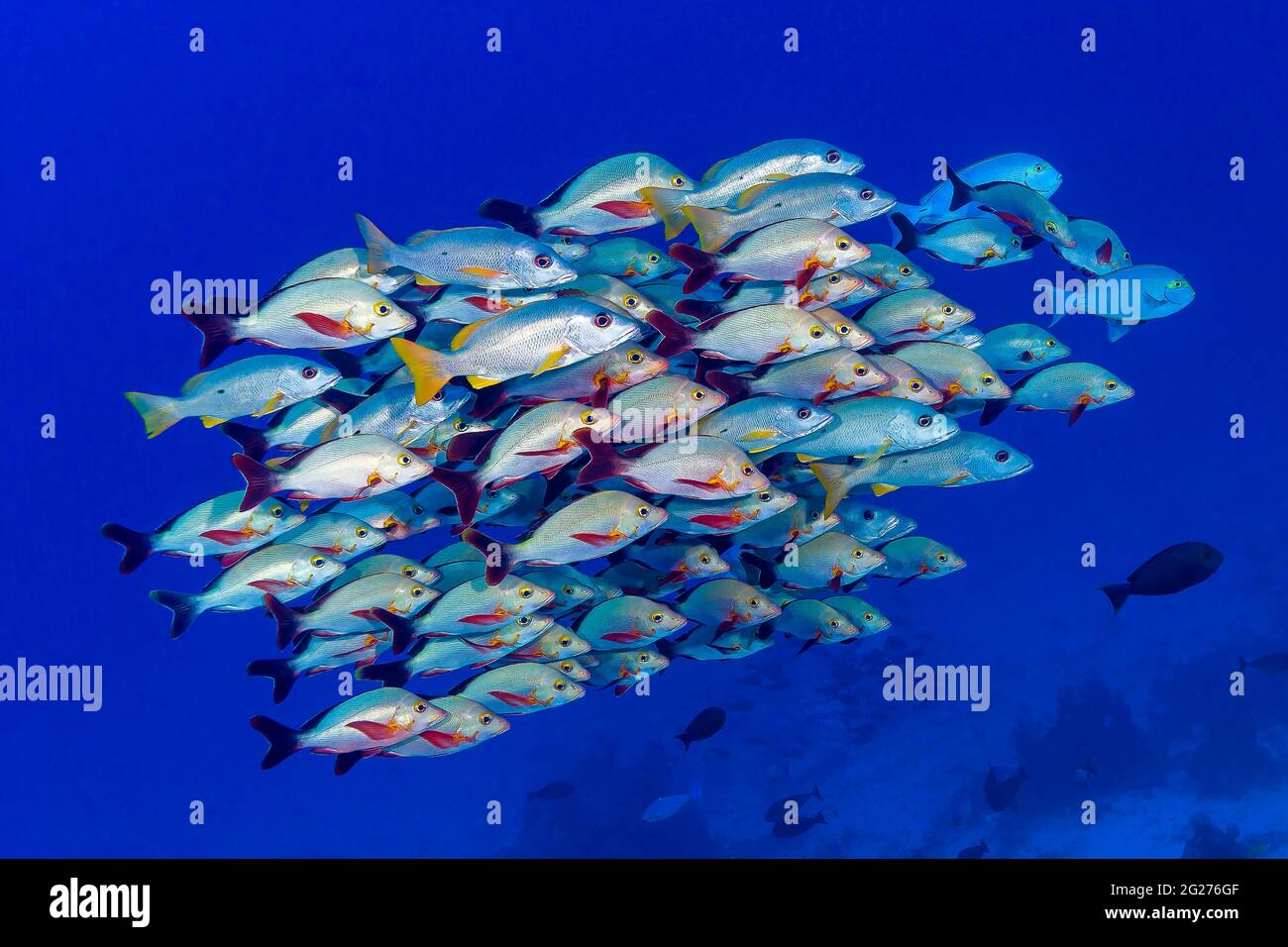 Blacktail snapper lutjanus fulvus hi-res stock photography and images ...