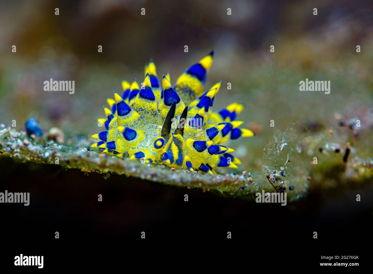 Stiliger ornatus sap-sucking sea slug Stock Photo - Alamy