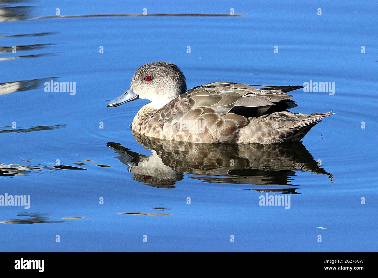 New Zealand brown teal (Anas chlorotis Stock Photo - Alamy