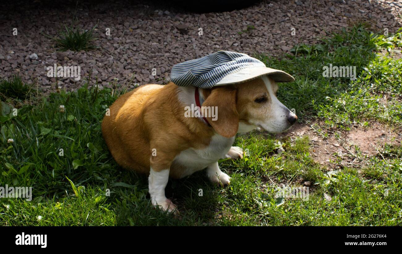 A Mixed Breed Dog Wearing a Railroad Engineer Hat Stock Photo - Alamy