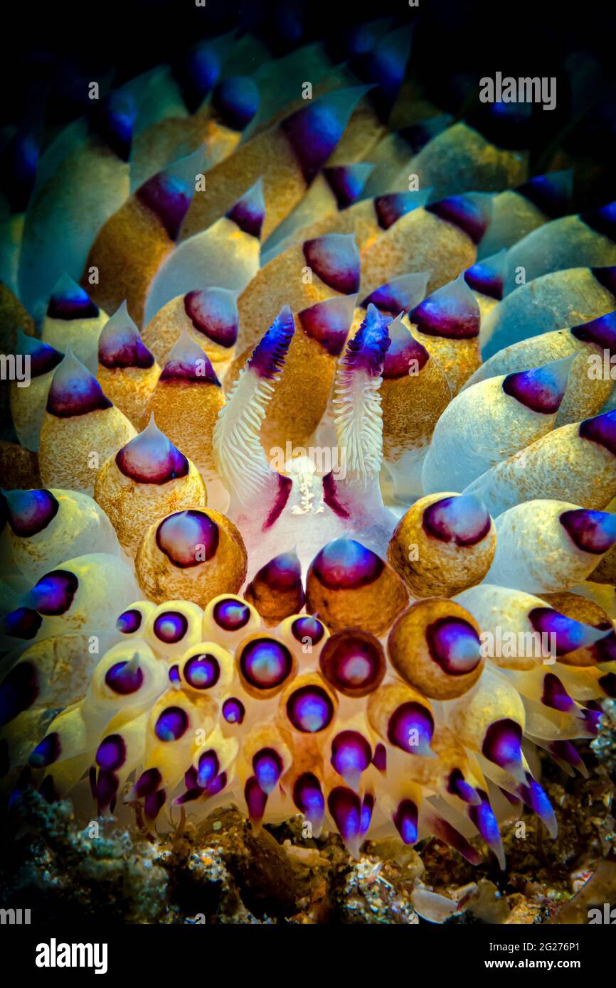 Janolus nudibranch hi-res stock photography and images - Alamy