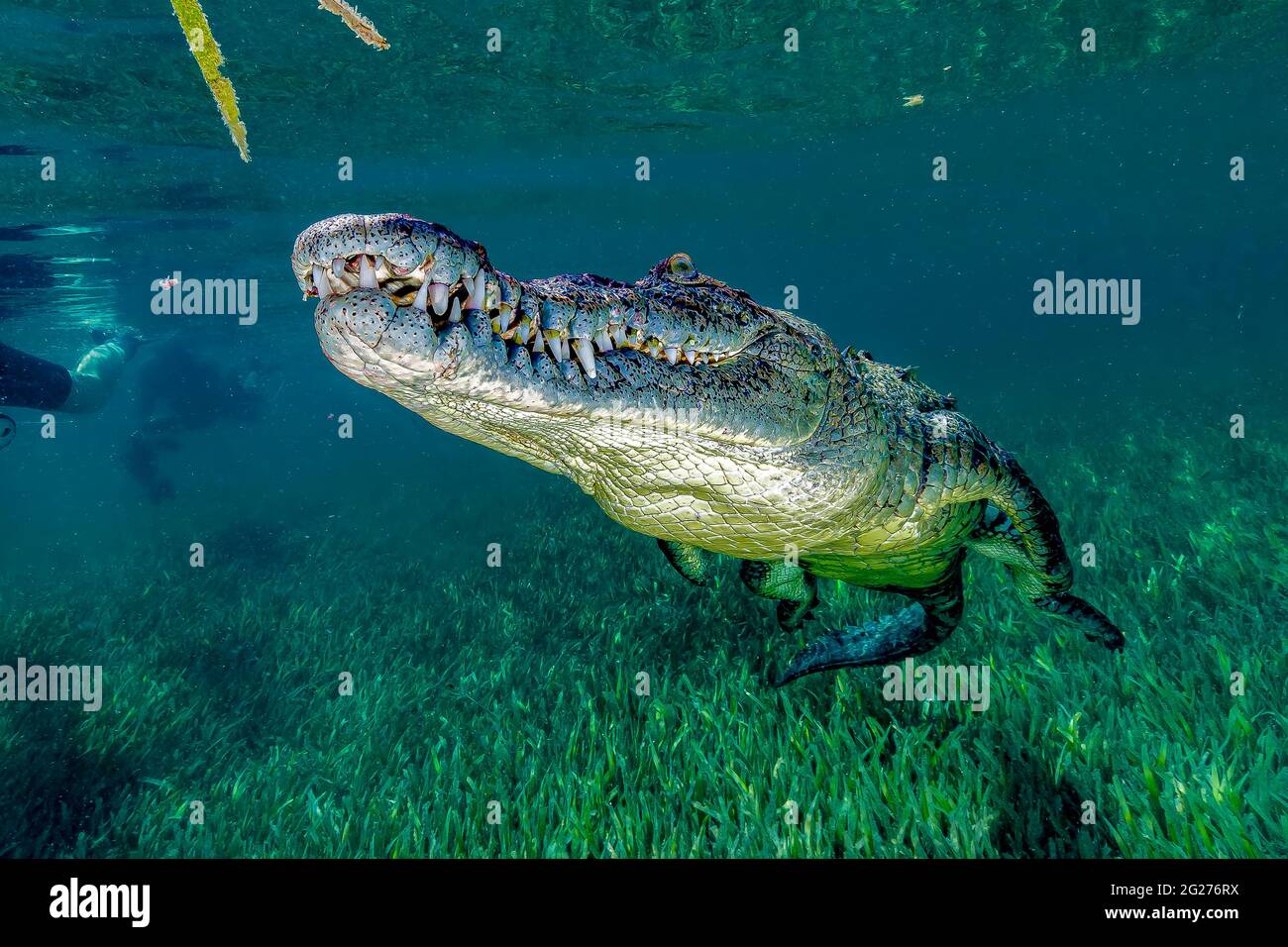 Saltwater crocodile of Cuba Stock Photo - Alamy