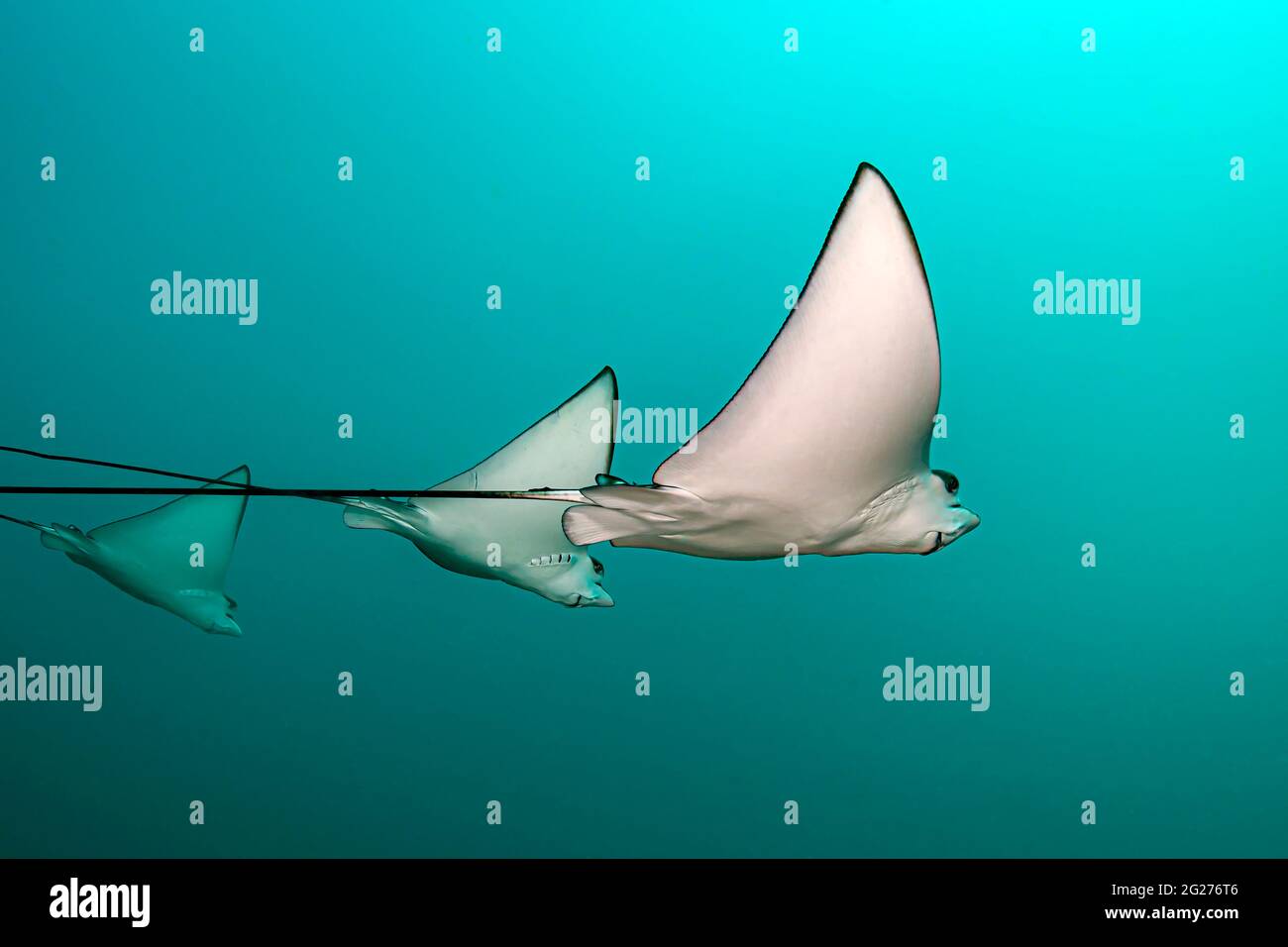 A group of eagle rays (Myliobatidea) swimming in the Maldives Stock ...