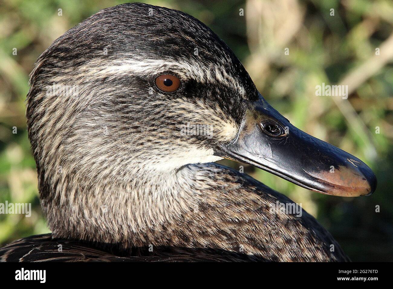 New Zealand grey duck x mallard hybrid Stock Photo - Alamy