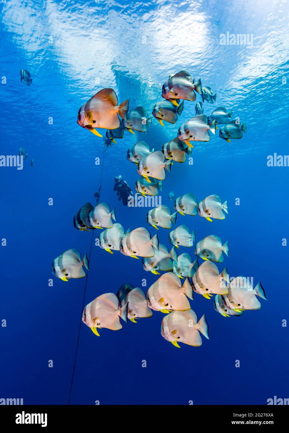 School of longfin spadefish (Platax teira) with diver, Kimbe Bay, Papua ...