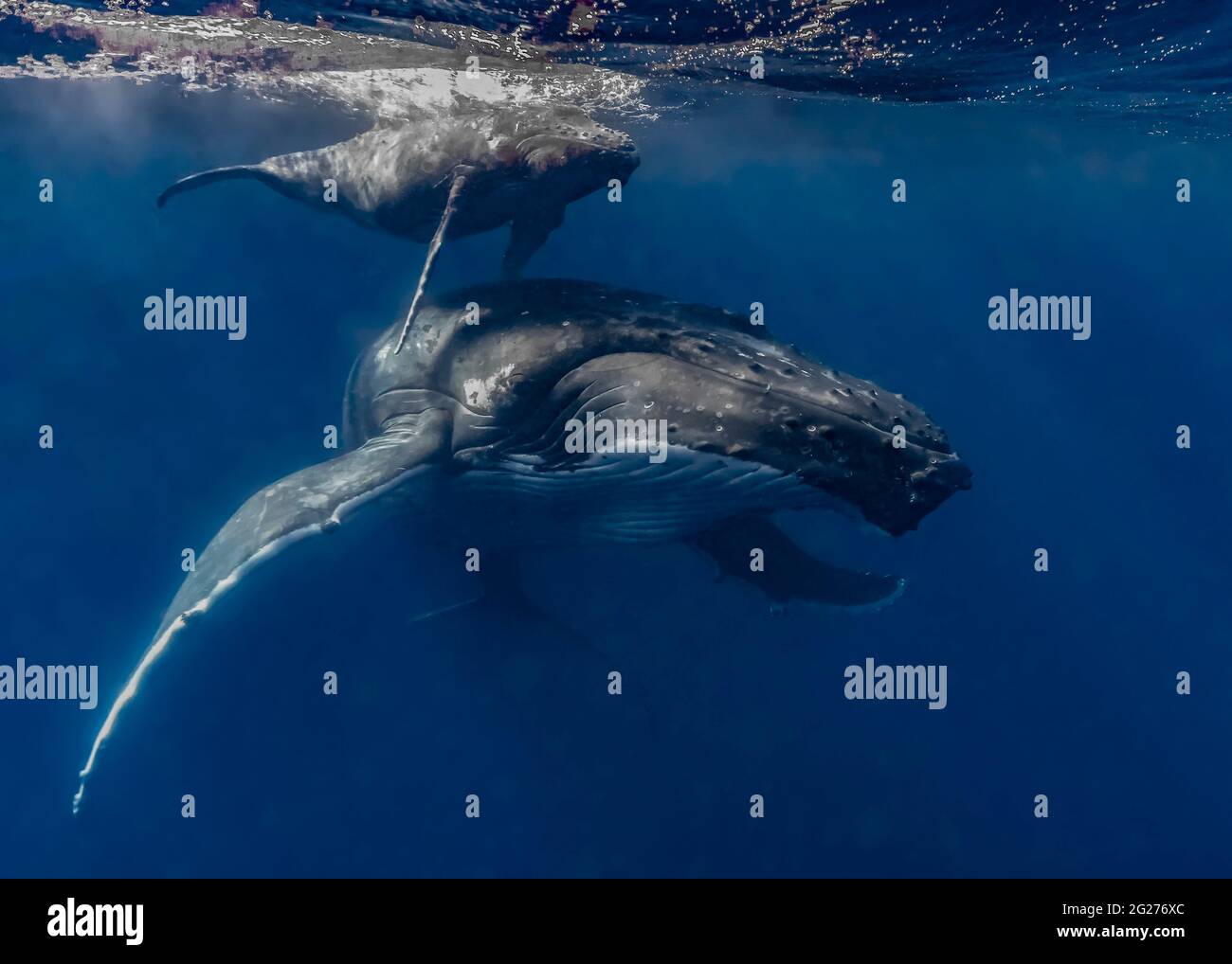 Side view large humpback whale hi-res stock photography and images - Alamy