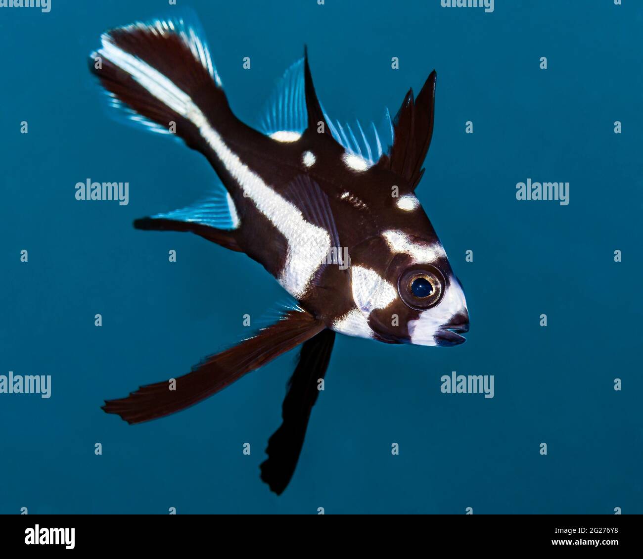 Juvenile midnight snapper (Macolor macularis), Anilao, Philippines ...